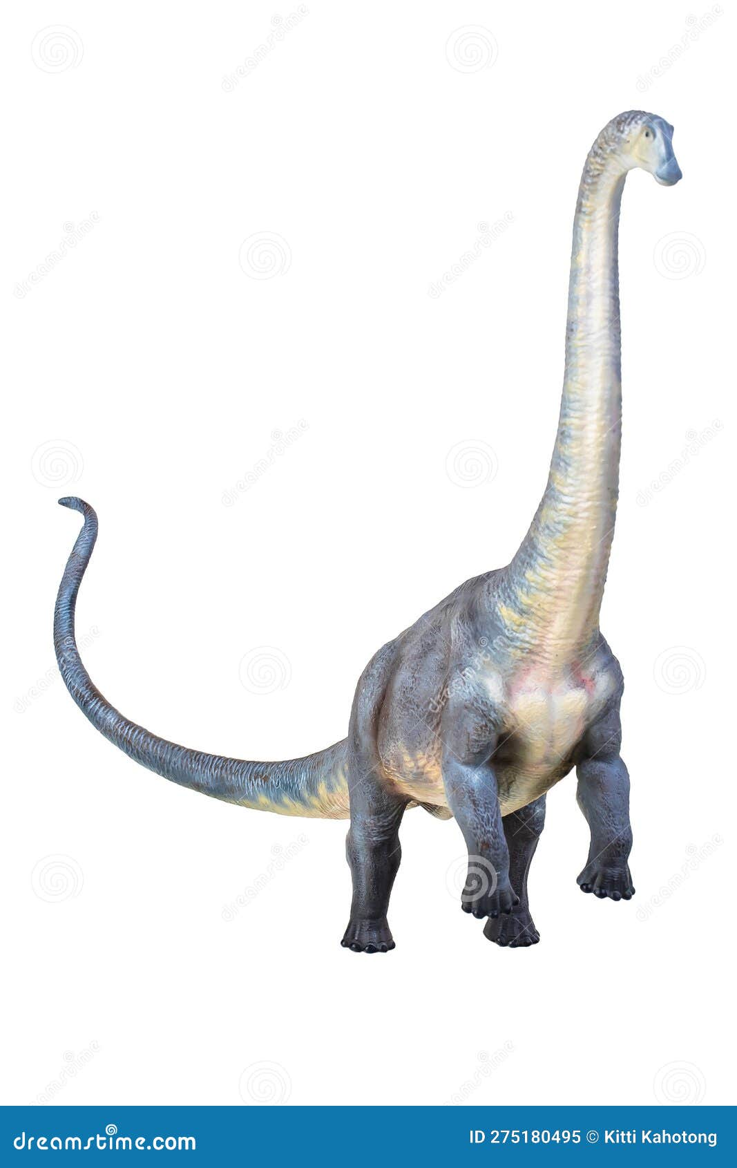 Dinosaur , Brontosaurus Isolated Background Stock Image - Image of wild ...