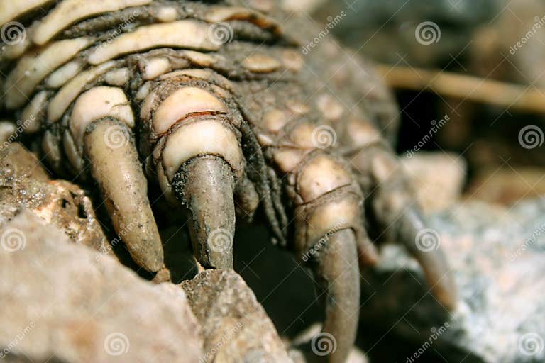 Dinosaur Claws stock photo. Image of dinosaur, snapping - 2508466