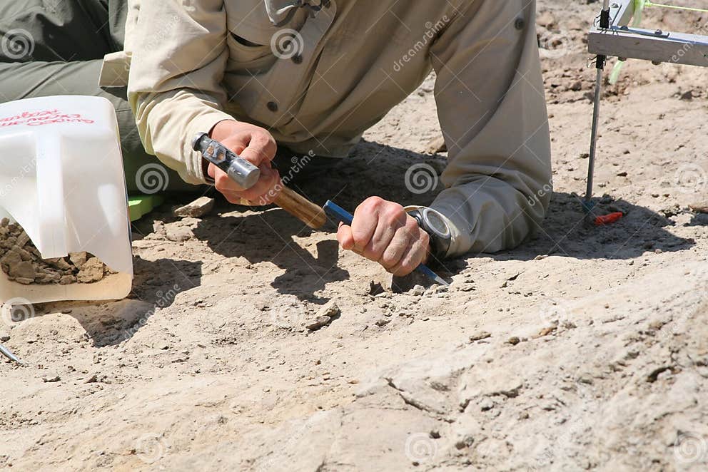 Dinosaur Dig stock photo. Image of hand, rock, arid, rocks - 17444584
