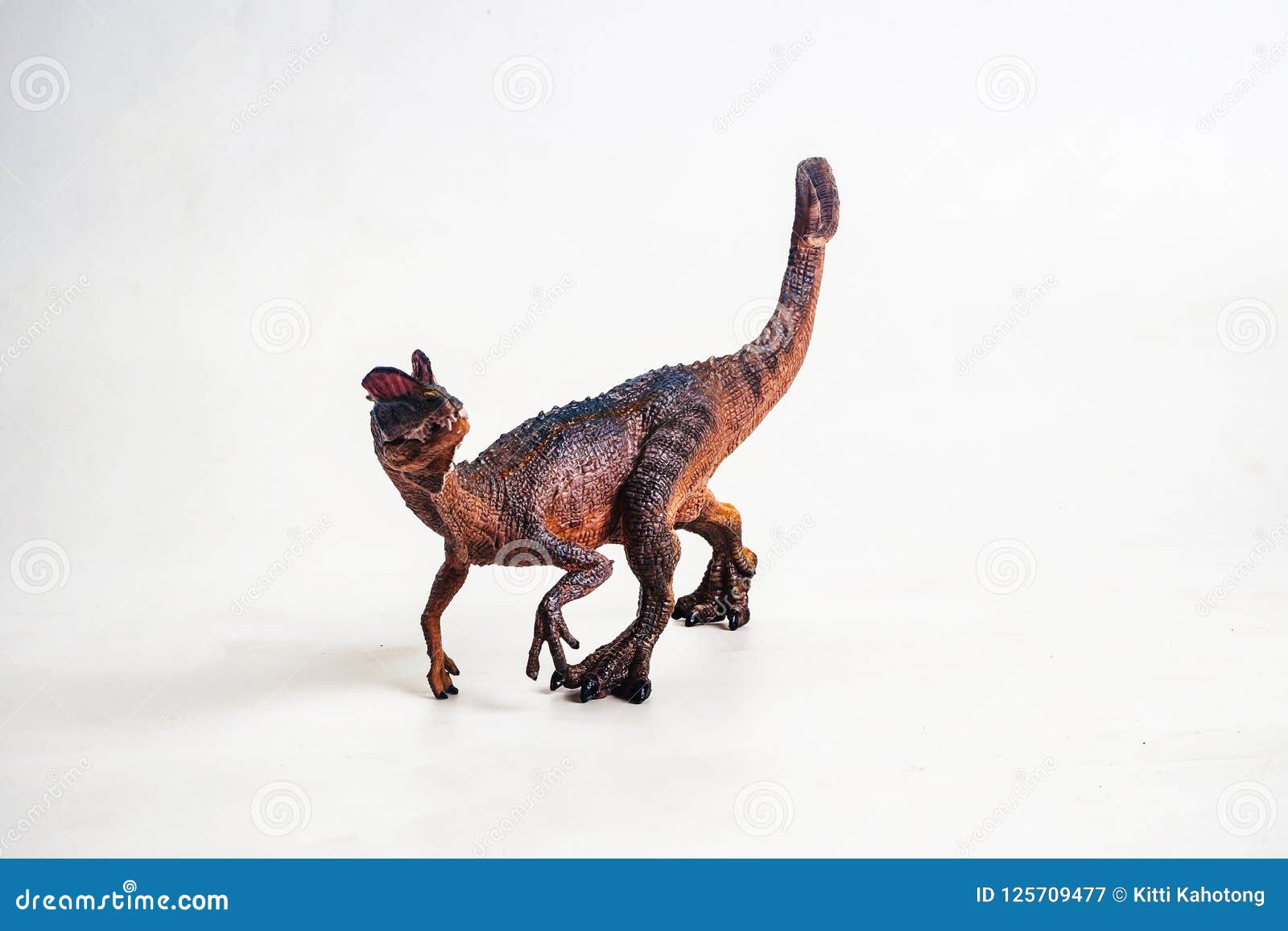 Dinosaur , Dilophosaurus on White Background Stock Image - Image of ...