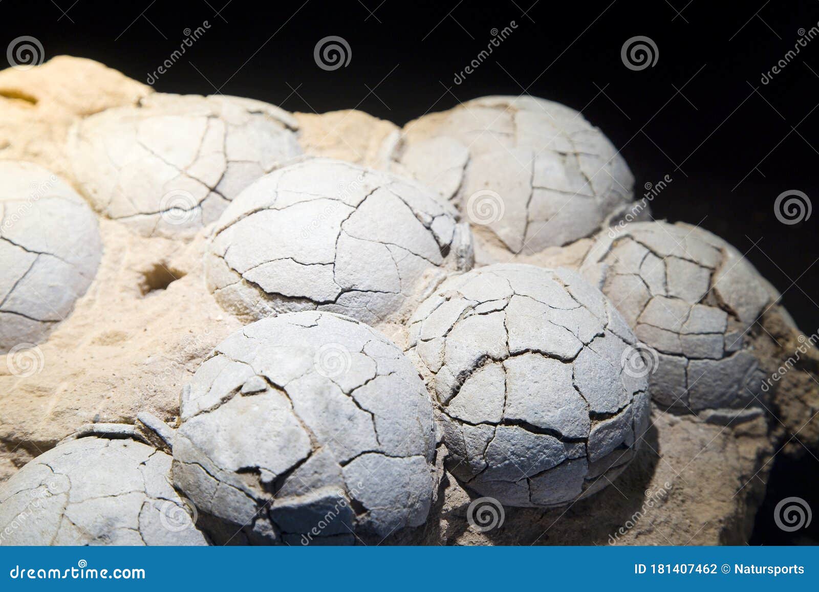 Dinosaur Eggs With New Born Reptiles, Prehistoric Scene Photo, Museum ...