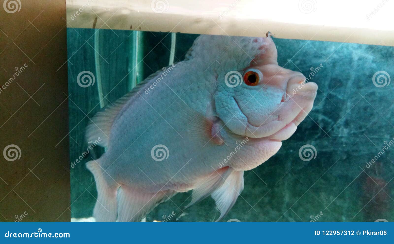 Dinosaur Fish stock photo. Image of dinosaurs, fish - 122957312