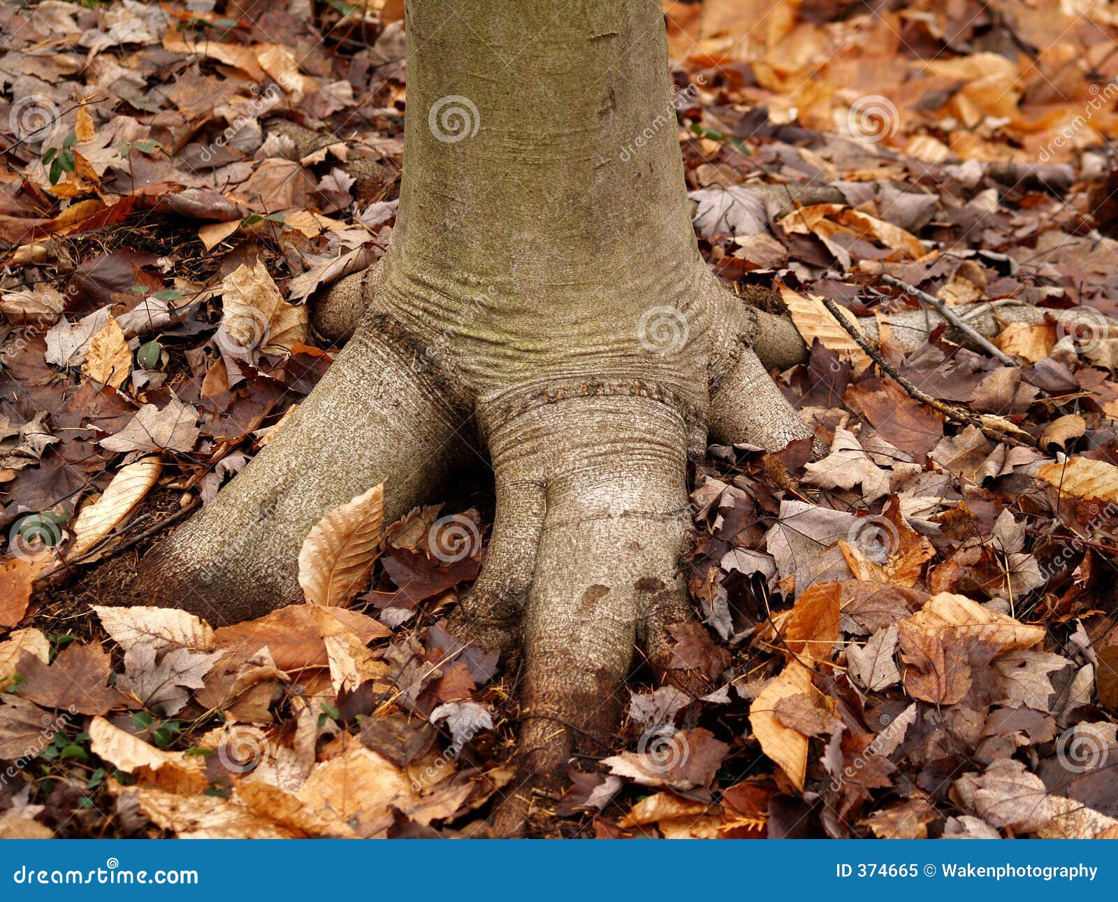 Dinosaur foot stock image. Image of toes, bark, dinosaur - 374665