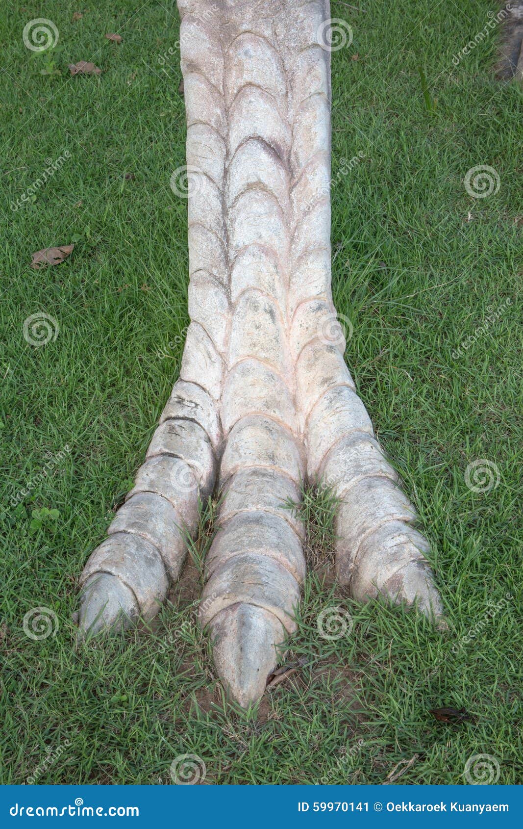 Dinosaur Leg Stock Photos - Download 190 Royalty Free Photos