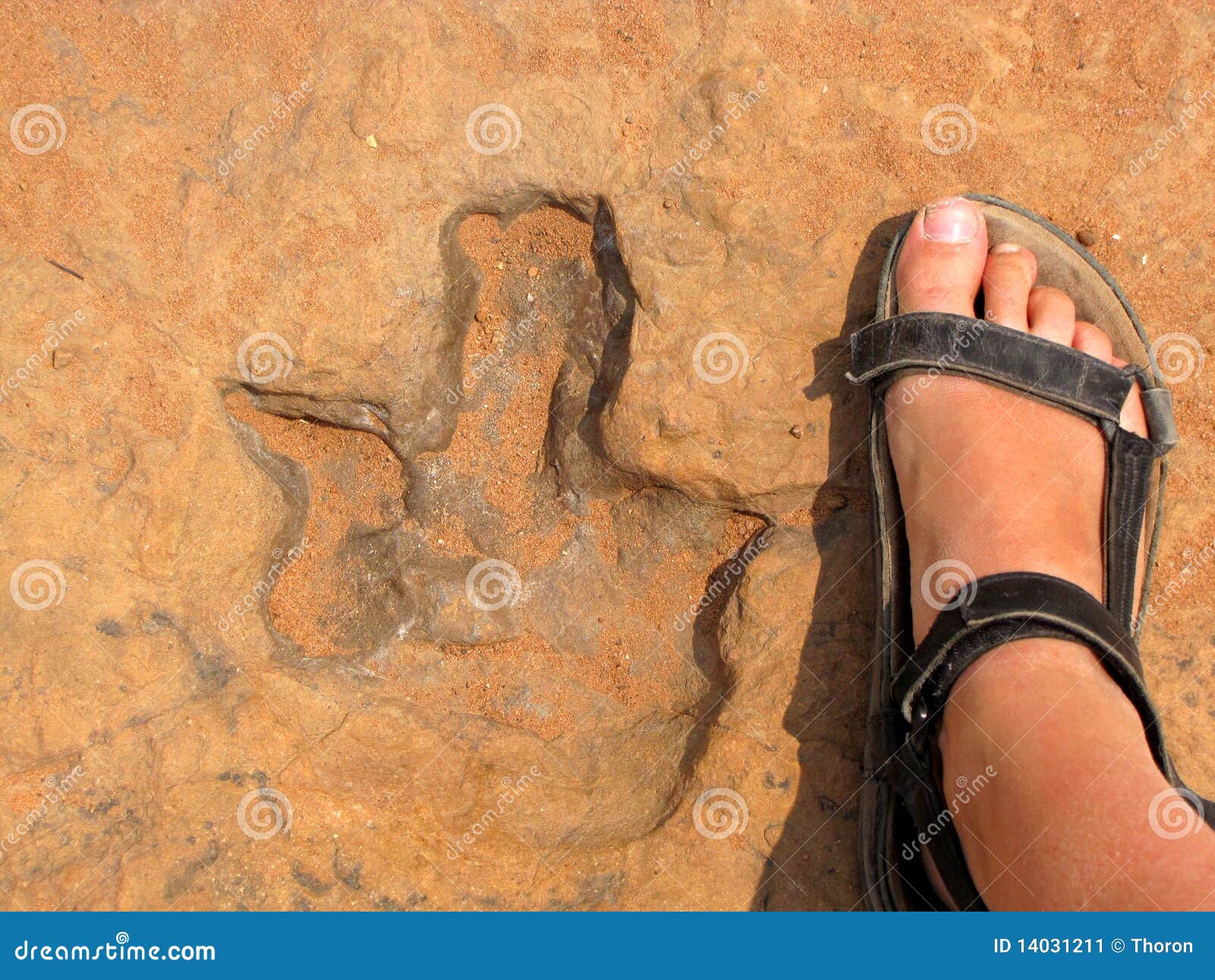 Dinosaur Footprint Royalty-Free Stock Image | CartoonDealer.com #97132984
