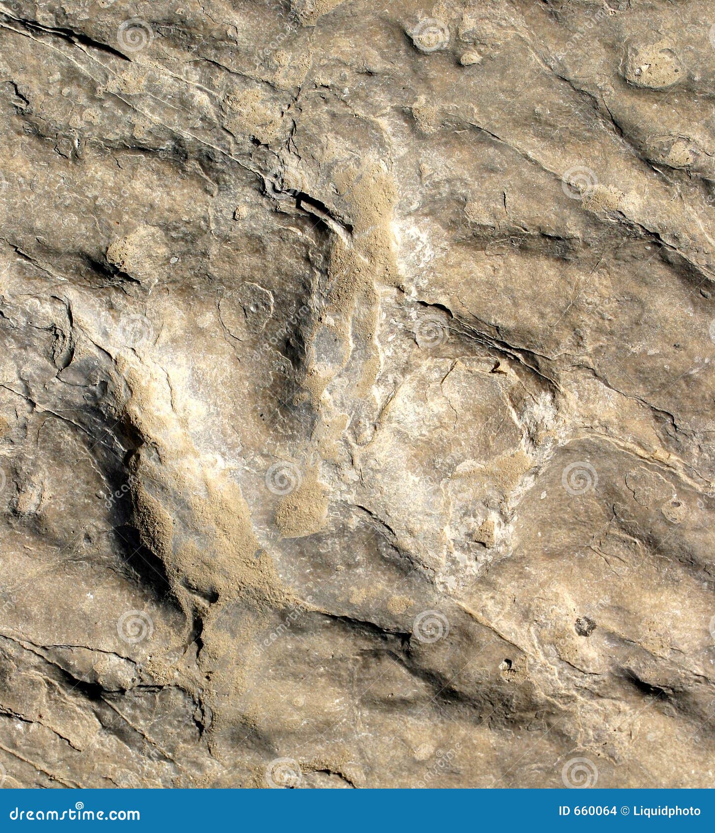 Dinosaur Footprint Royalty-Free Stock Image | CartoonDealer.com #97132984