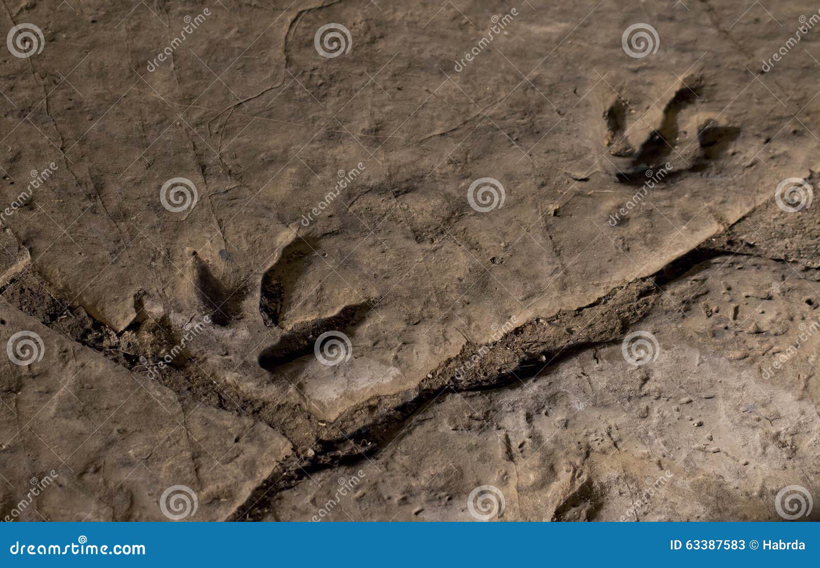 Dinosaur Footprint Ichnofossil Royalty-Free Stock Image | CartoonDealer ...