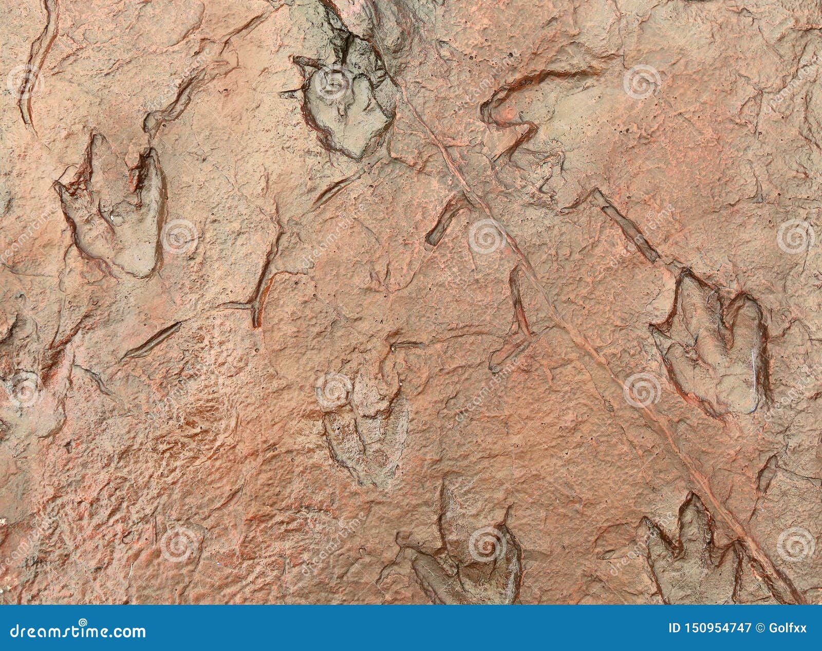 Dinosaur Footprints Royalty-Free Stock Photo | CartoonDealer.com #61686789