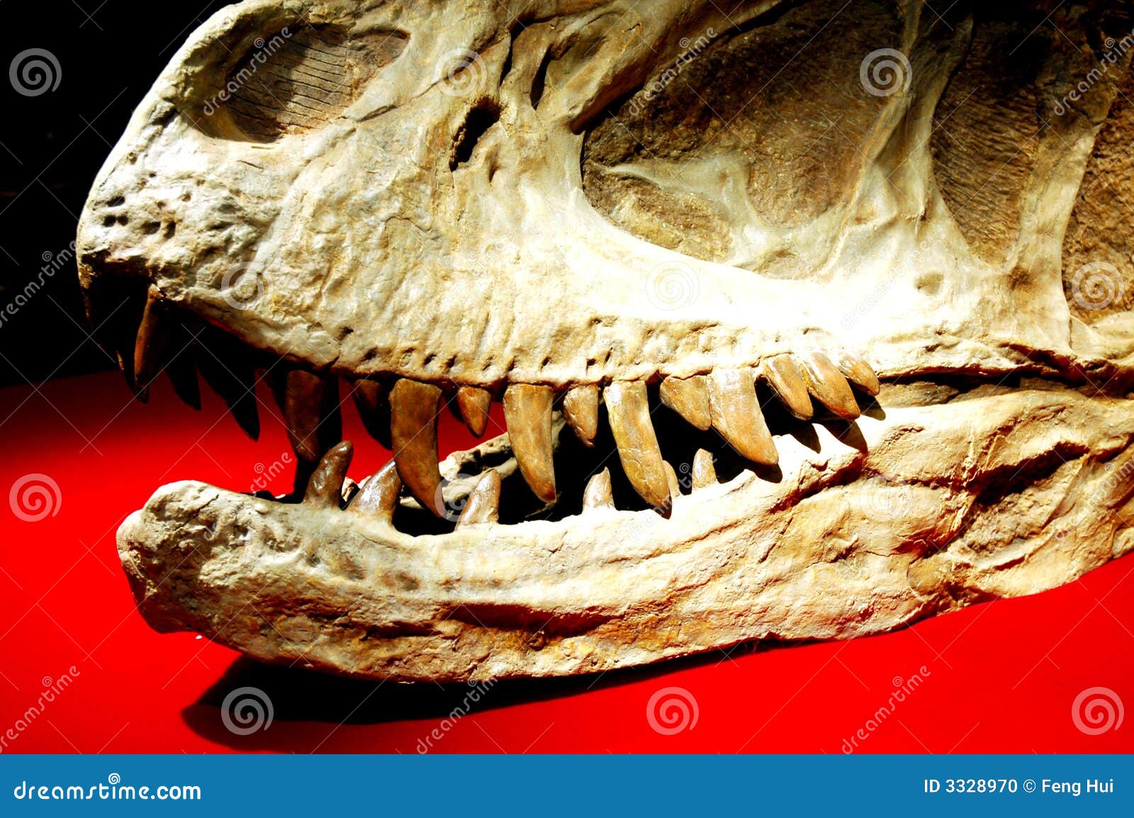 Dinosaur fossil stock photo. Image of carnivore, bone - 3328970