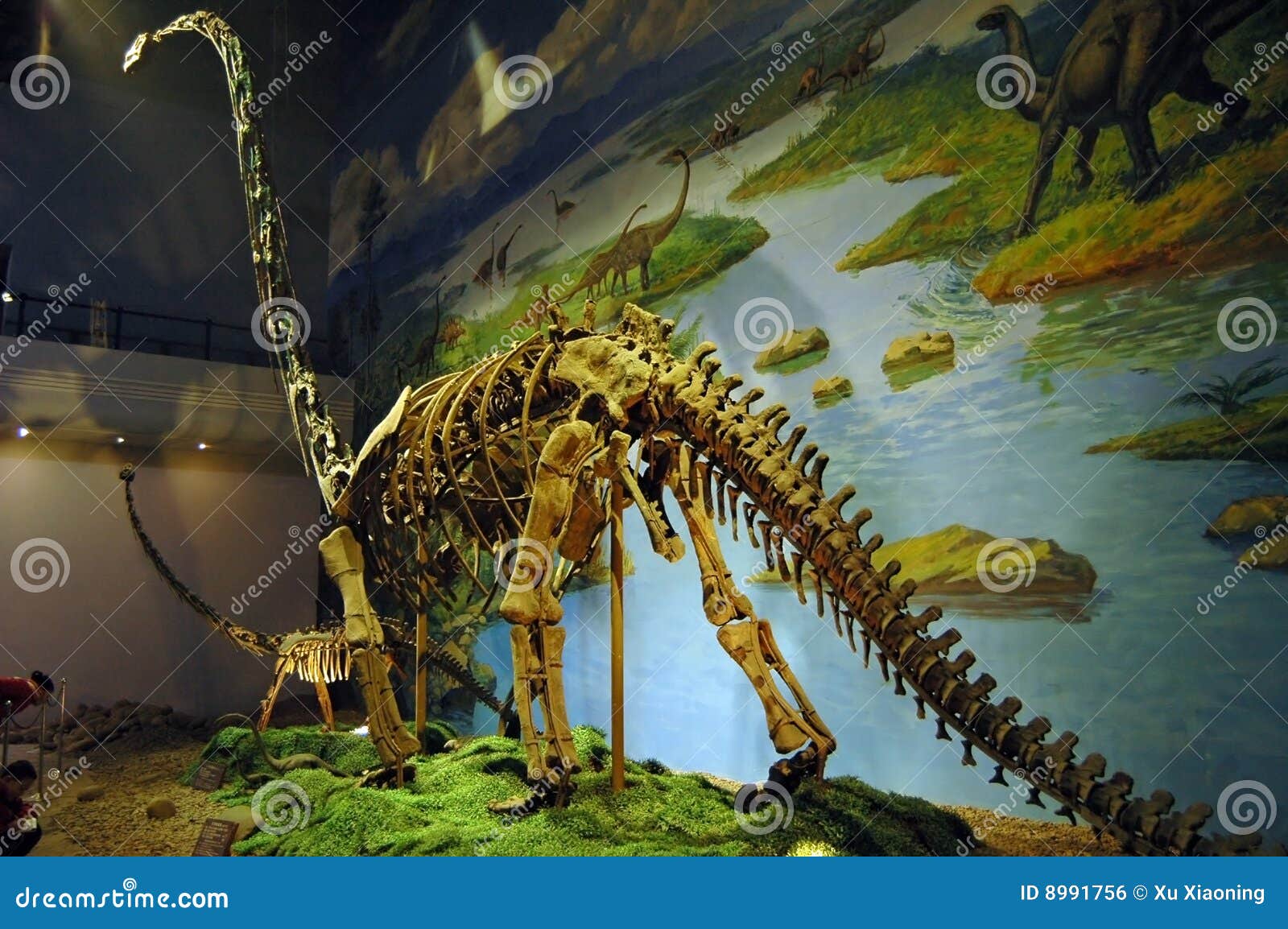 Dinosaur Fossil - Eryosuchus Editorial Image | CartoonDealer.com #48192764