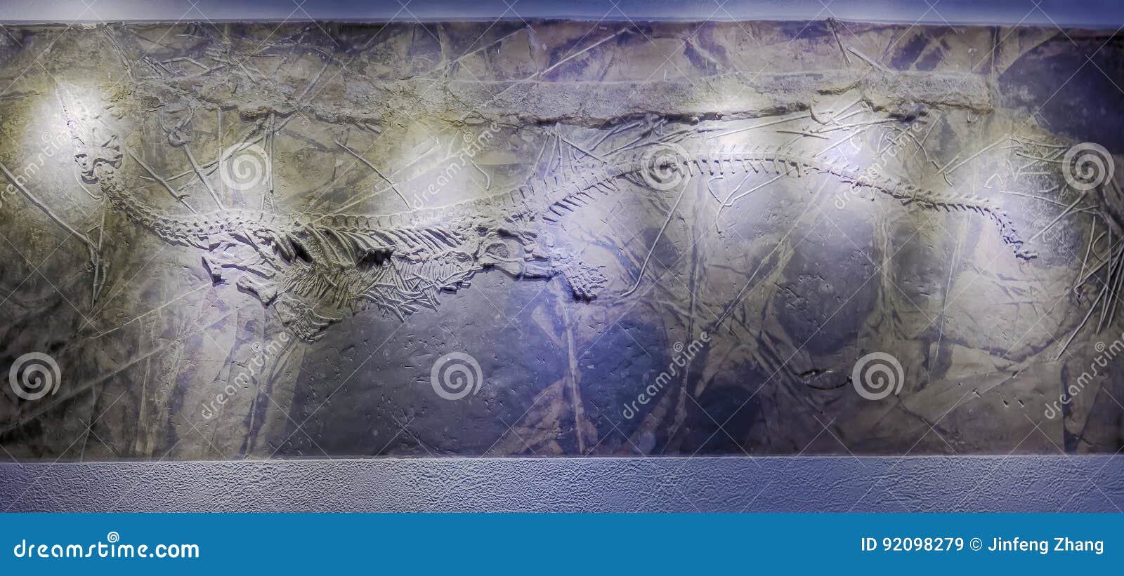 Dinosaur fossil stock image. Image of close, zoolite - 92098279