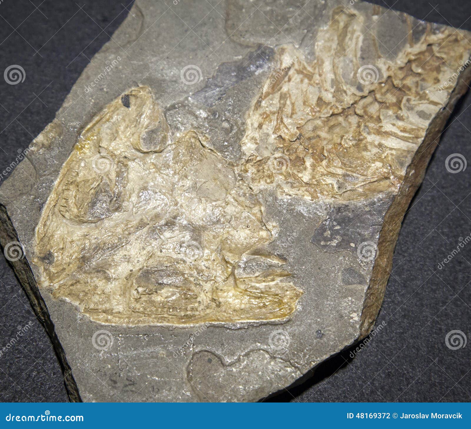 Dinosaur fossil stock photo. Image of dino, close, mesozoic - 48169372