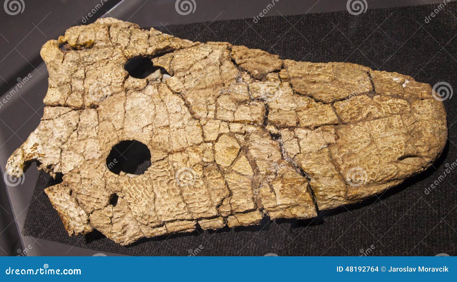 Dinosaur Fossil - Eryosuchus Editorial Stock Image - Image of reptile ...