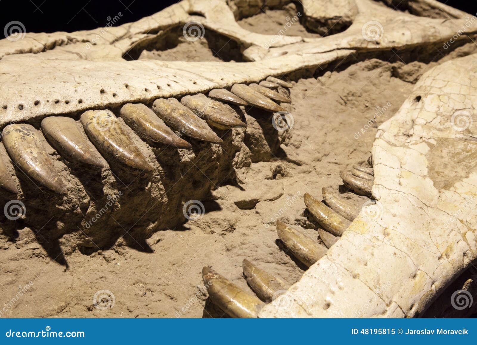 Dinosaur Fossil - Tyrannosaurus Rex Editorial Image - Image of skull ... Dinosaur Fossil - Tyrannosaurus Rex Editorial Image - Image of skull ...