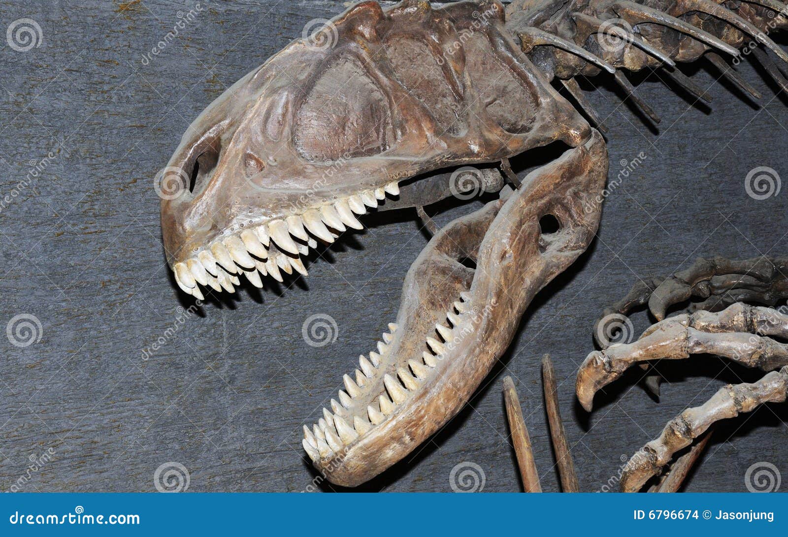Dinosaur fossile stock photo. Image of bone, fossile, distinct - 6796674