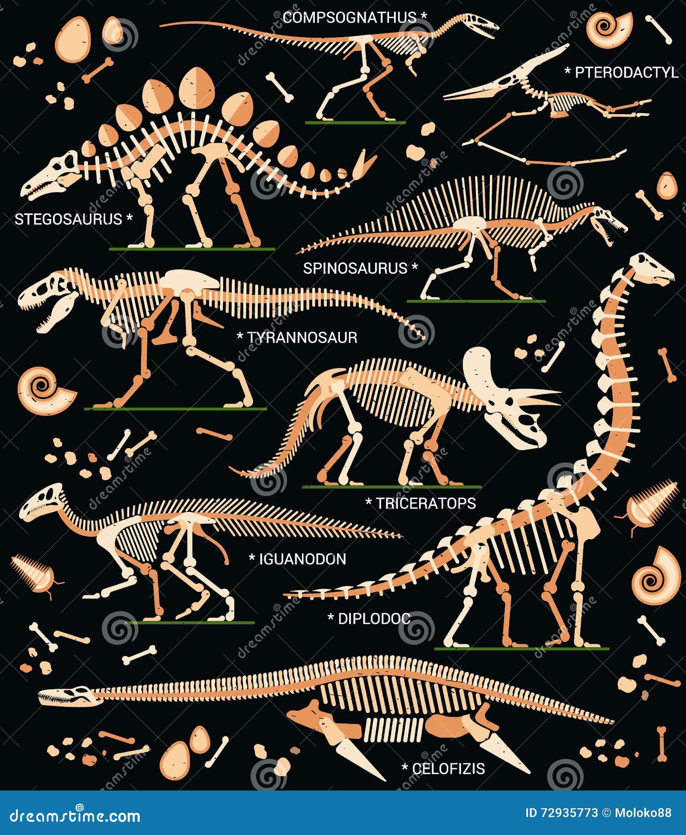 Allosaurus Skeleton Stock Illustrations – 104 Allosaurus Skeleton Stock ...