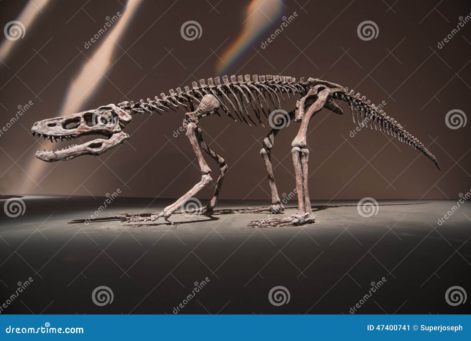 Dinosaur Fossils stock image. Image of background, fossil - 47400741
