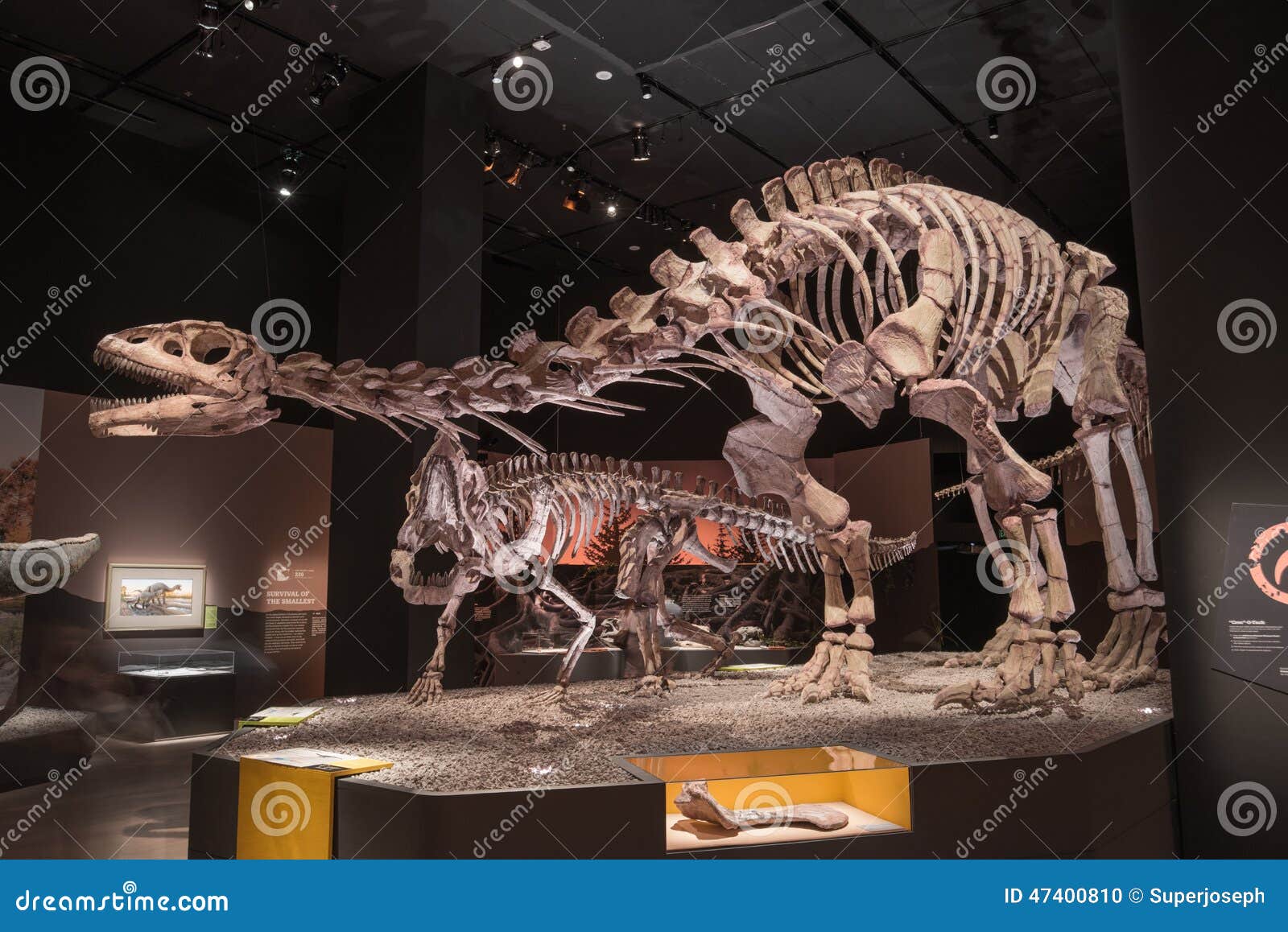 Dinosaur Fossils Editorial Image | CartoonDealer.com #47400810
