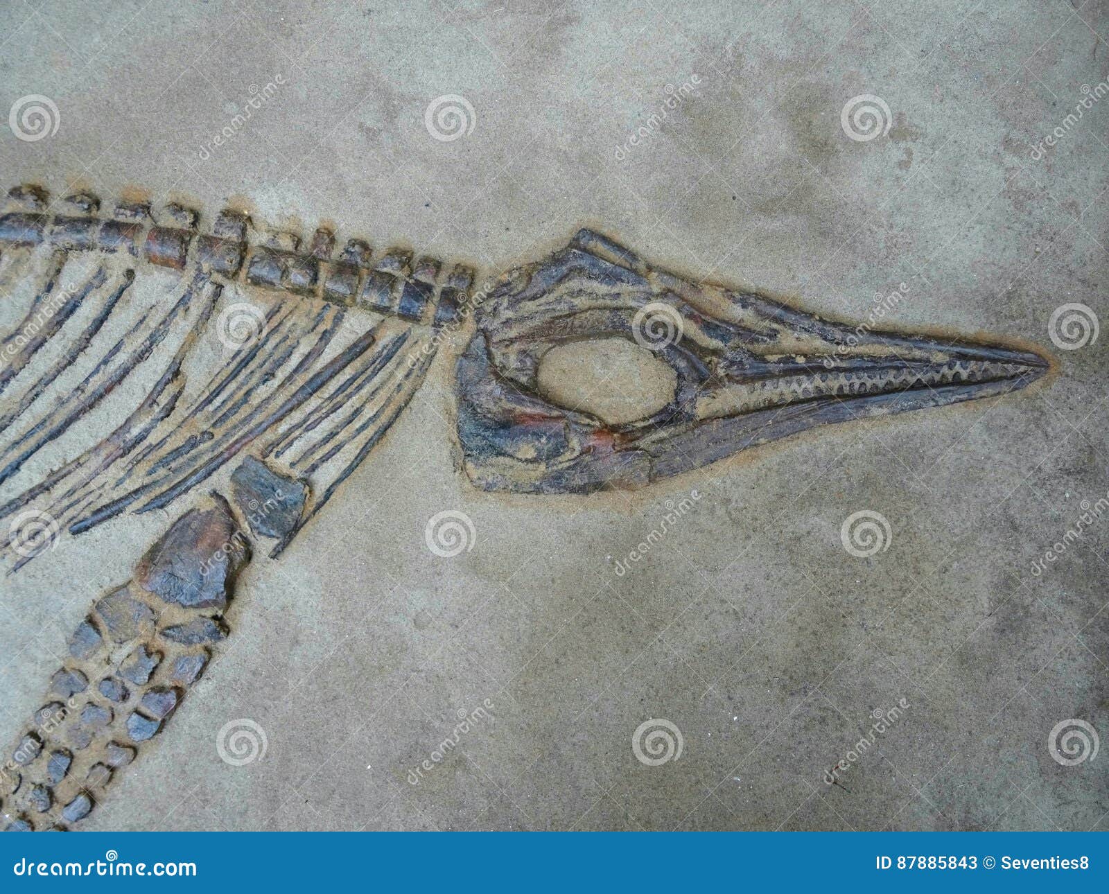 Dinosaur Head, Body and Leg Fossil Stock Image - Image of jurassic ...