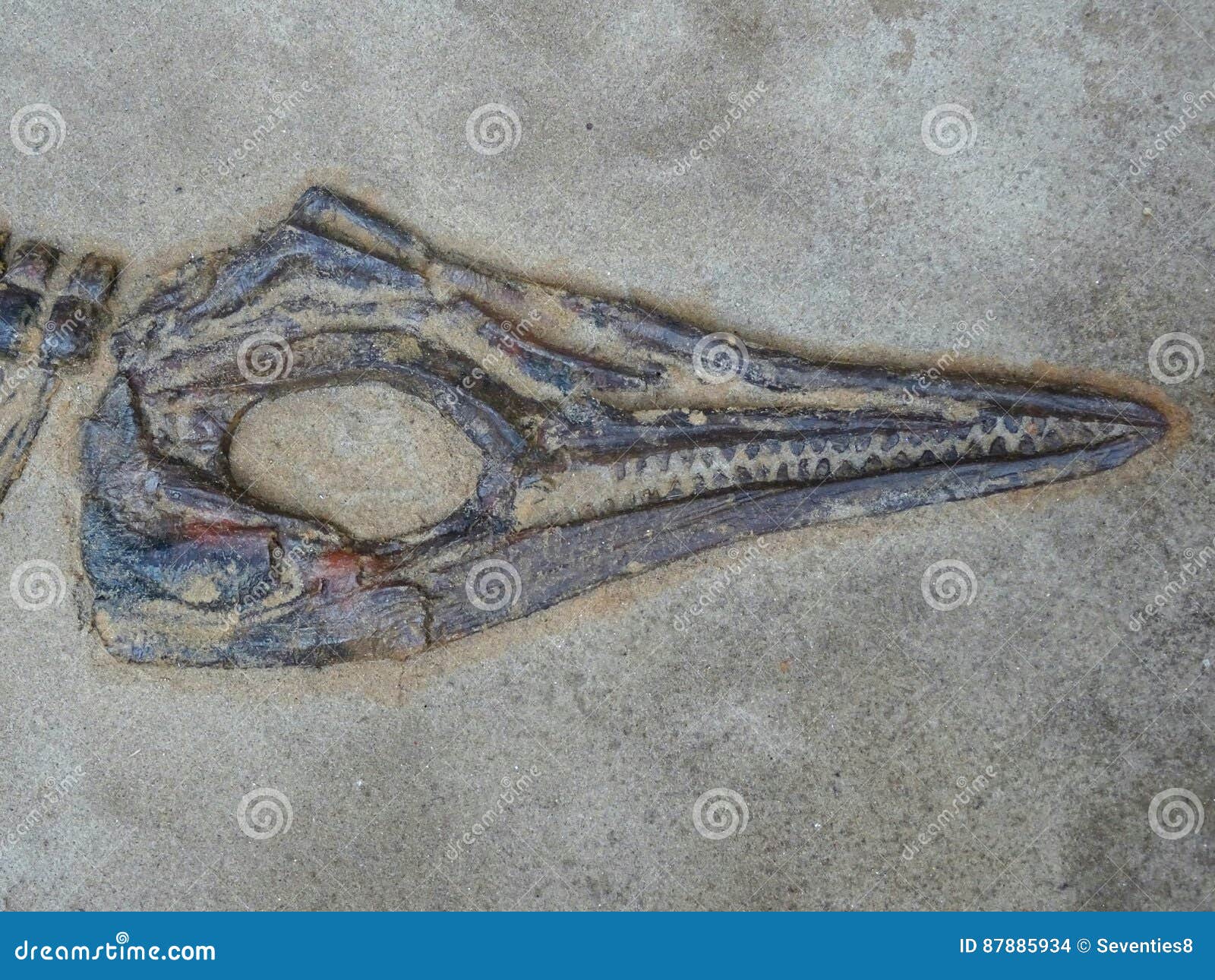 Dinosaur Head Fossil stock photo. Image of dinosauria - 87885934
