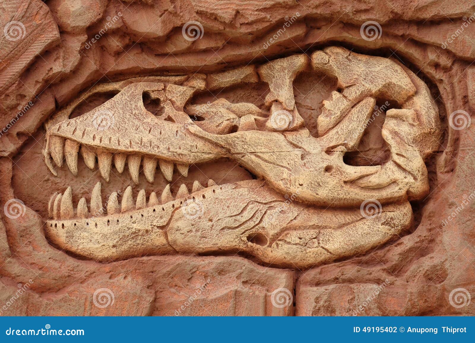 Dinosaur Head Fossil, T-rex Head Fossil Stock Photo - Image of bone ... Dinosaur Head Fossil, T-rex Head Fossil Stock Photo - Image of bone ...