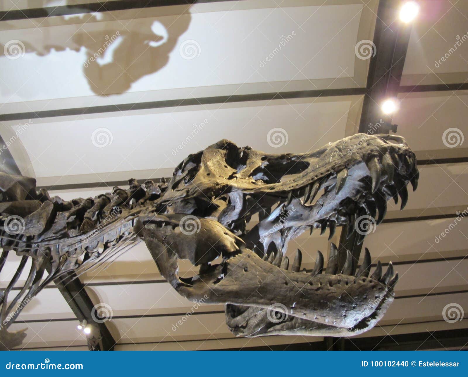 The Dinosaur head editorial image. Image of institute - 100102440