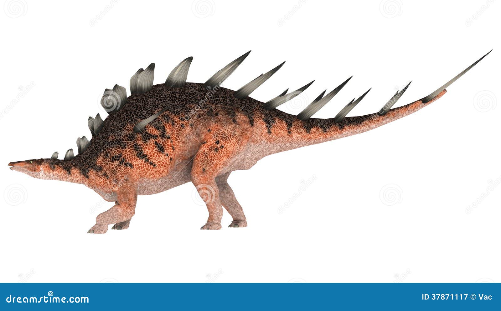 Dinosaur Kentrosaurus Royalty-Free Stock Photography | CartoonDealer ...