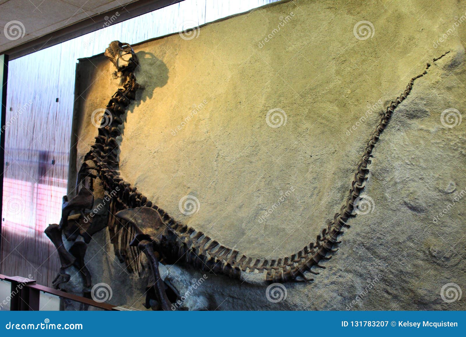 Dinosaur National Monument Wall Dino Bones Editorial Photography ...