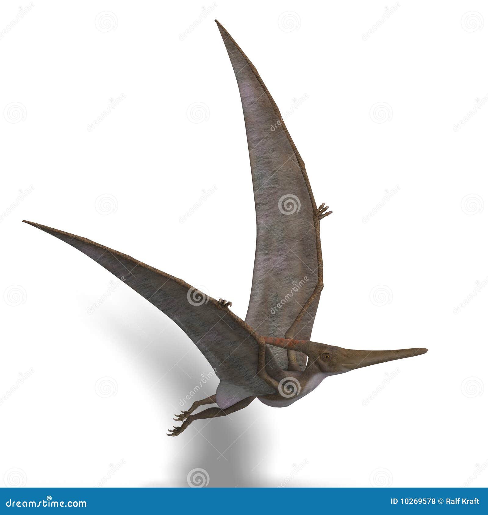 Dinosaur Pteranodon stock illustration. Illustration of colossal - 10269578