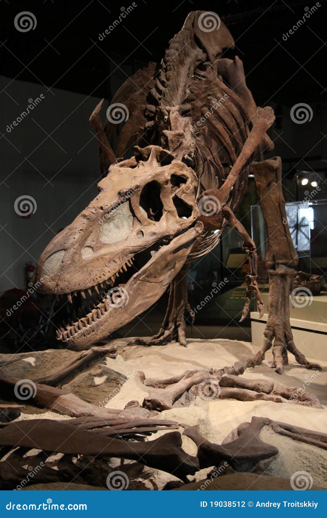 Dinosaur skeleton editorial photography. Image of evolution - 19038512