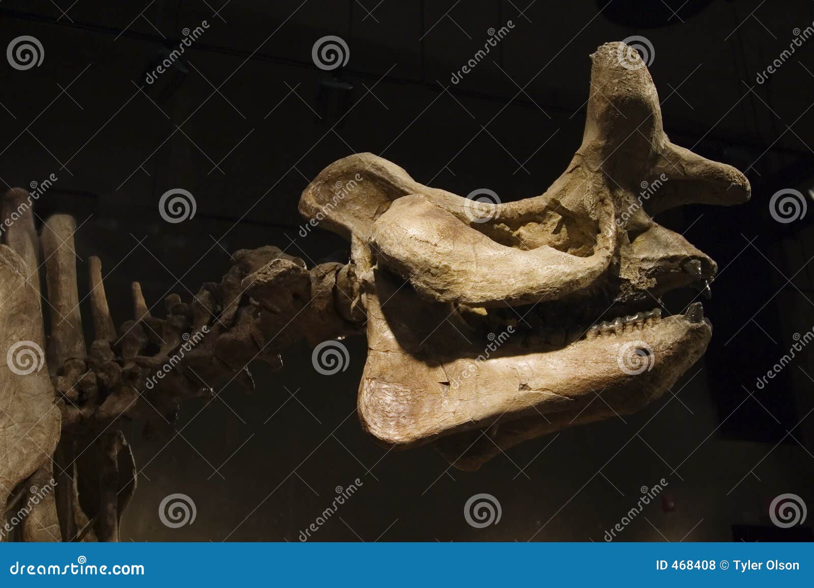 Dinosaur Skeleton stock photo. Image of science, study - 468408