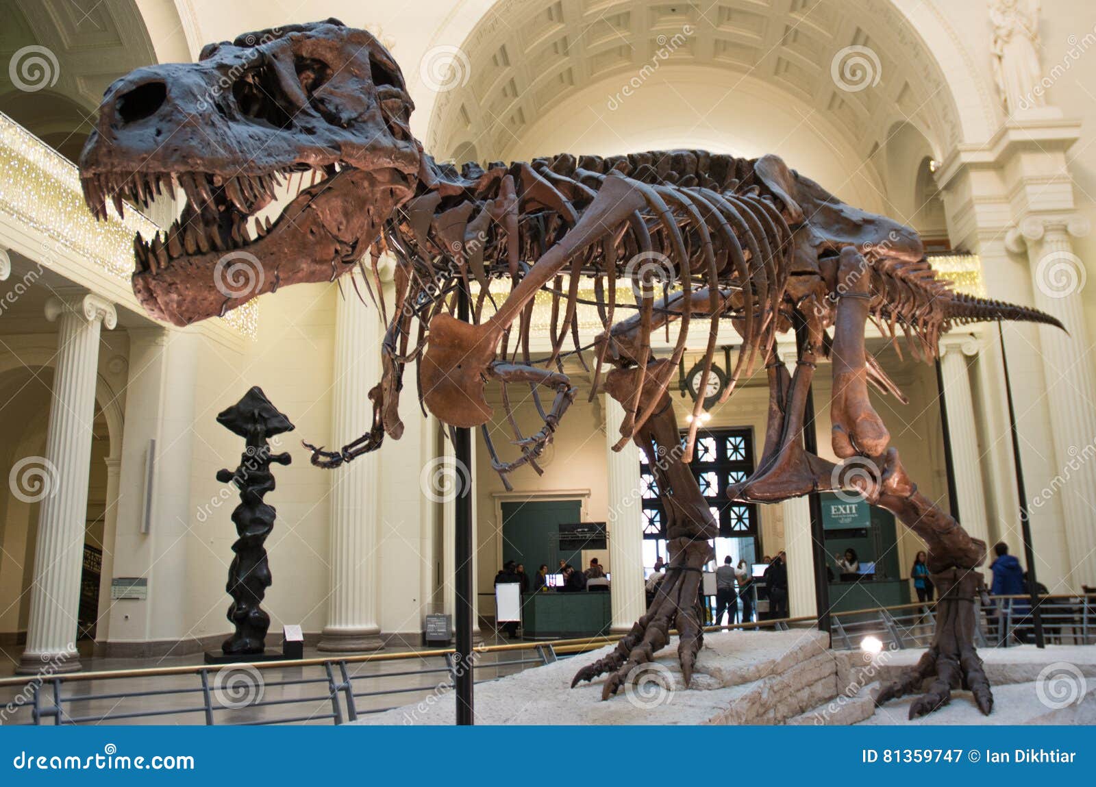 Old Dinosaur Skeleton On A Black Background. Tyrannosaurus Rex Skeleton ...