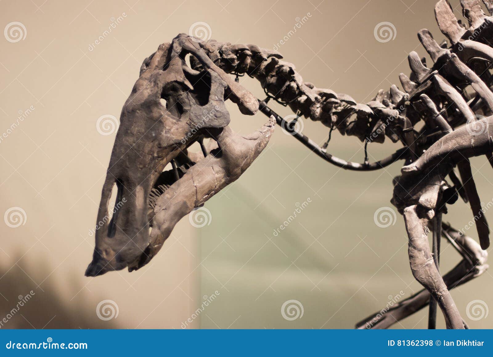 Dinosaur Skeleton - Foot Editorial Image | CartoonDealer.com #48193420