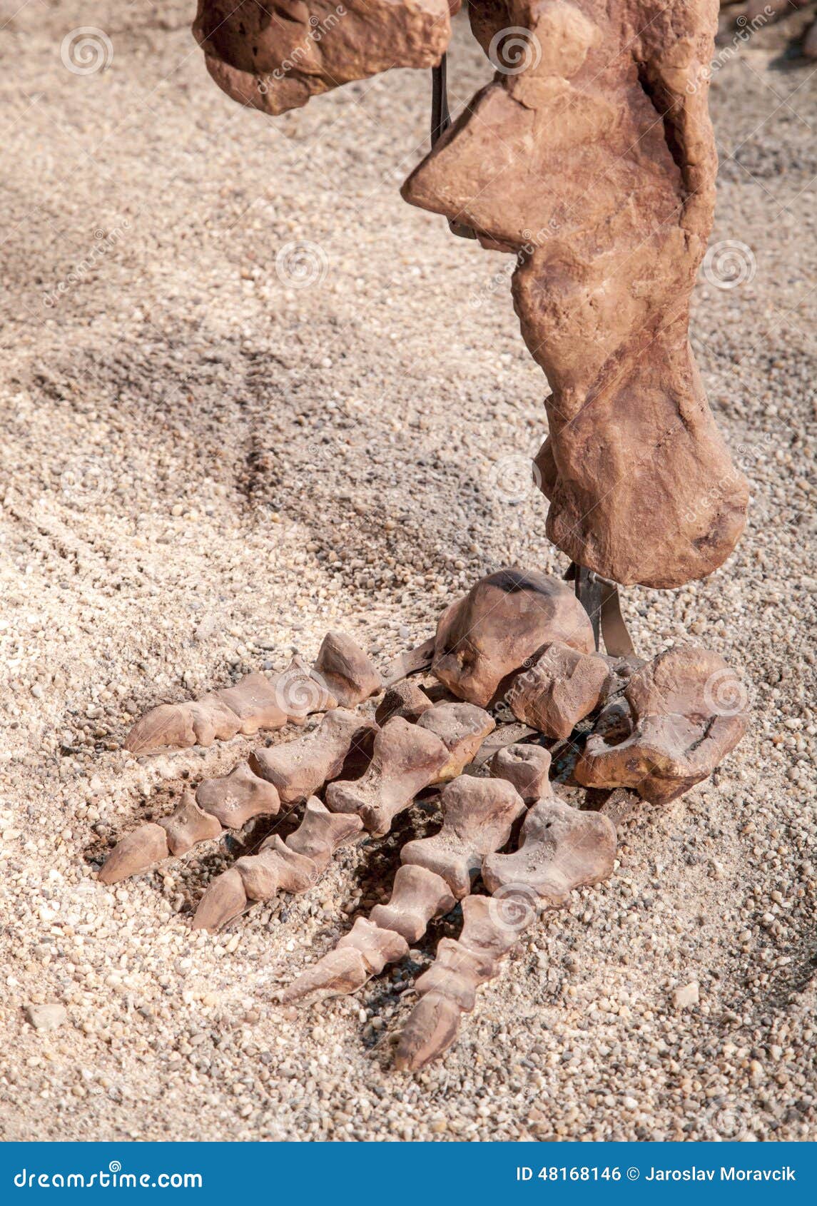 Dinosaur skeleton - foot stock photo. Image of mesozoic - 48168146