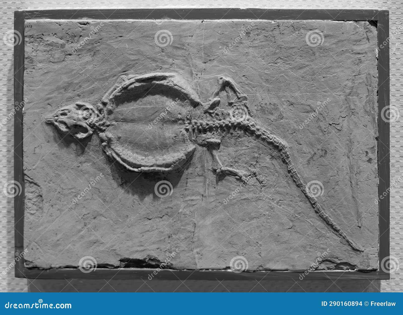 Dinosaur Skeleton Fossil at Horizontal Composition Stock Photo - Image ...