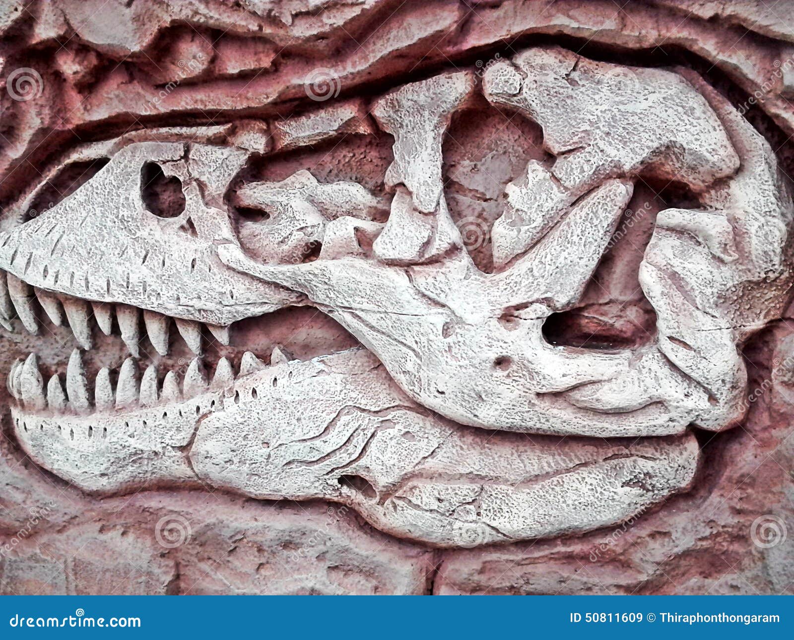 Dinosaur stock image. Image of skeleton, ancient, olden - 50811609