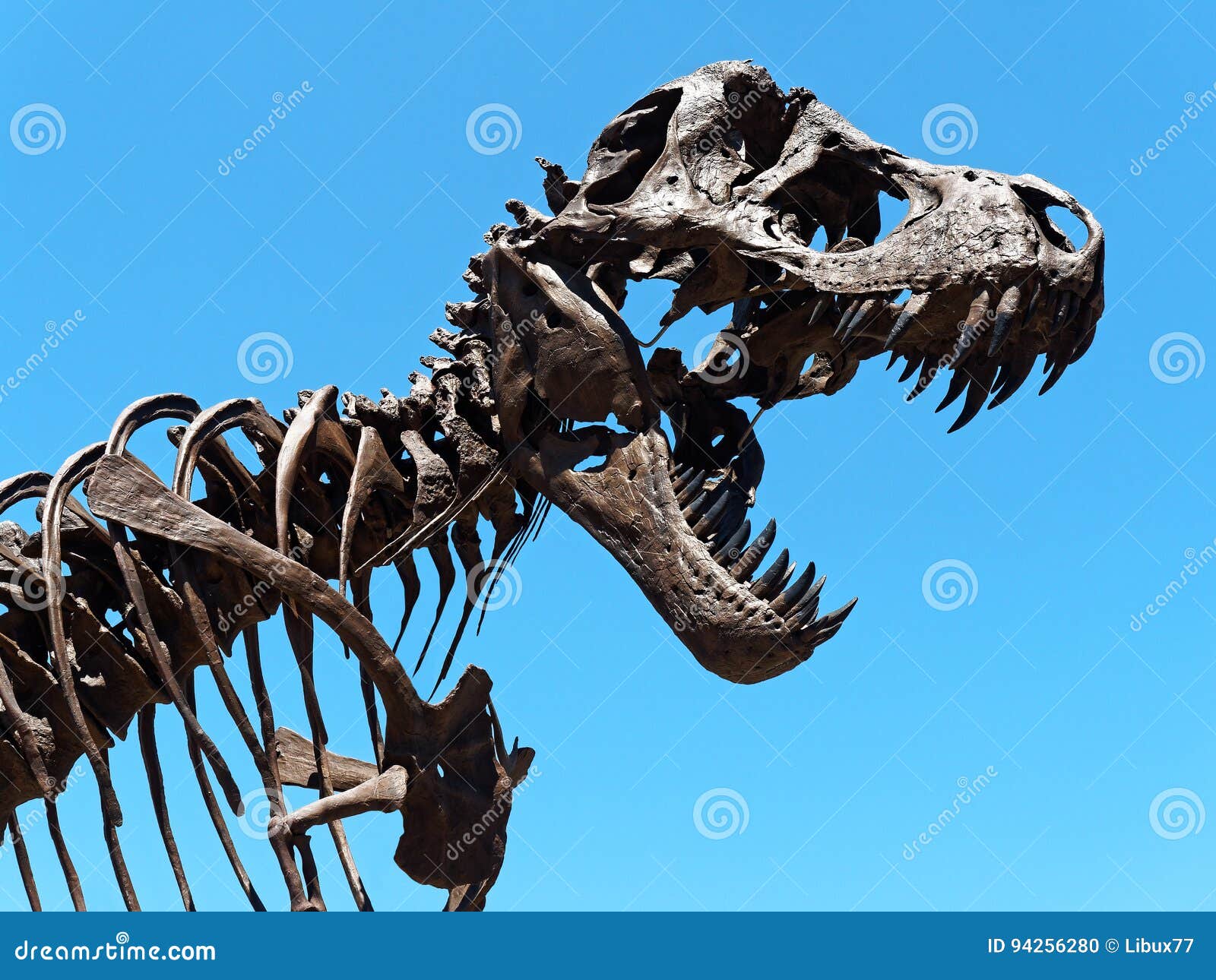 Dinosaur Skeleton Head Against Clear Sky Stock Photo - Image of fossil ...