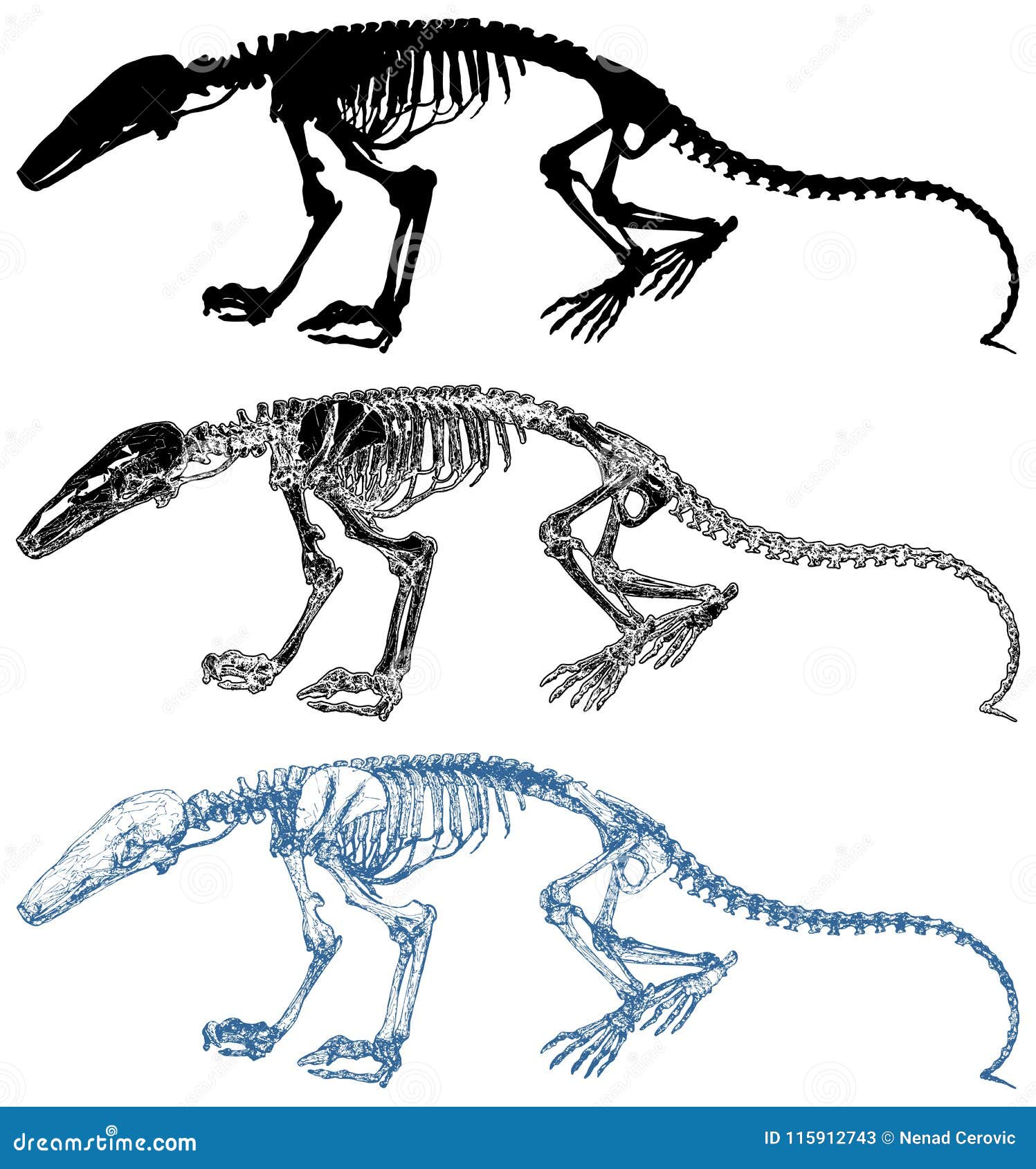 Spinosaurus Skeleton . Silhouette Dinosaurs . Side View . Vector ...