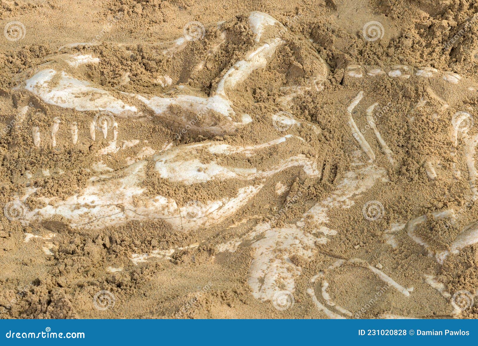 Dinosaur Skeleton Model Hidden in the Sand. Training for Dig Fossil ...