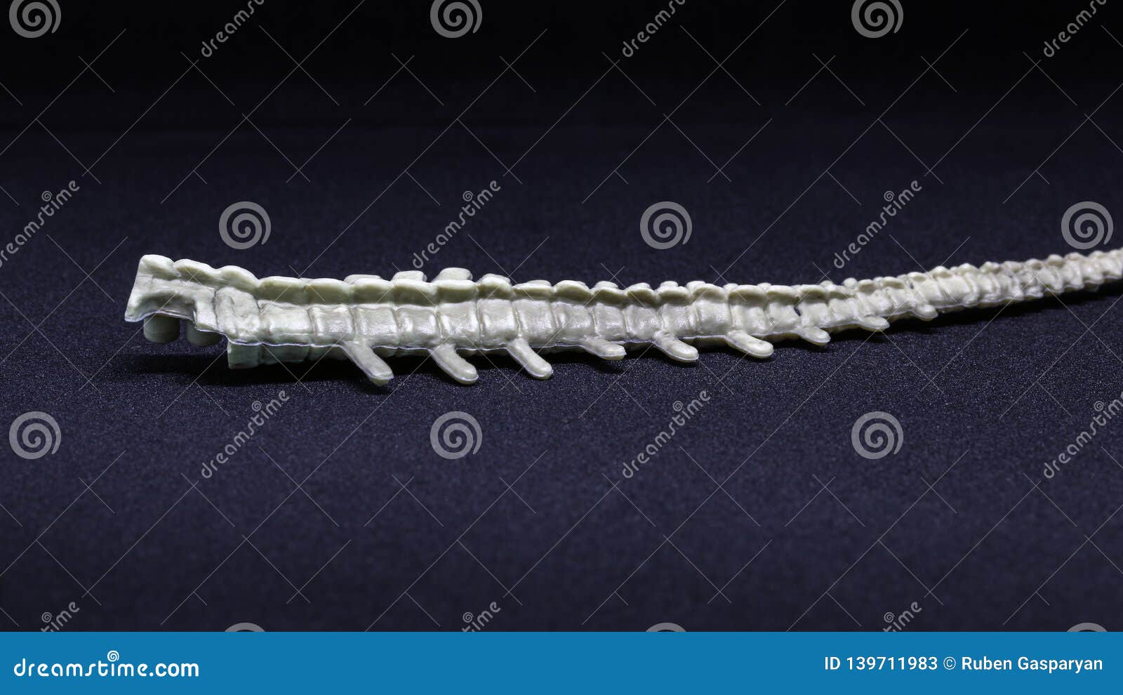 Dinosaur Skeleton Model Isolated, Dinosaur Bone, Tail Stock Image ...