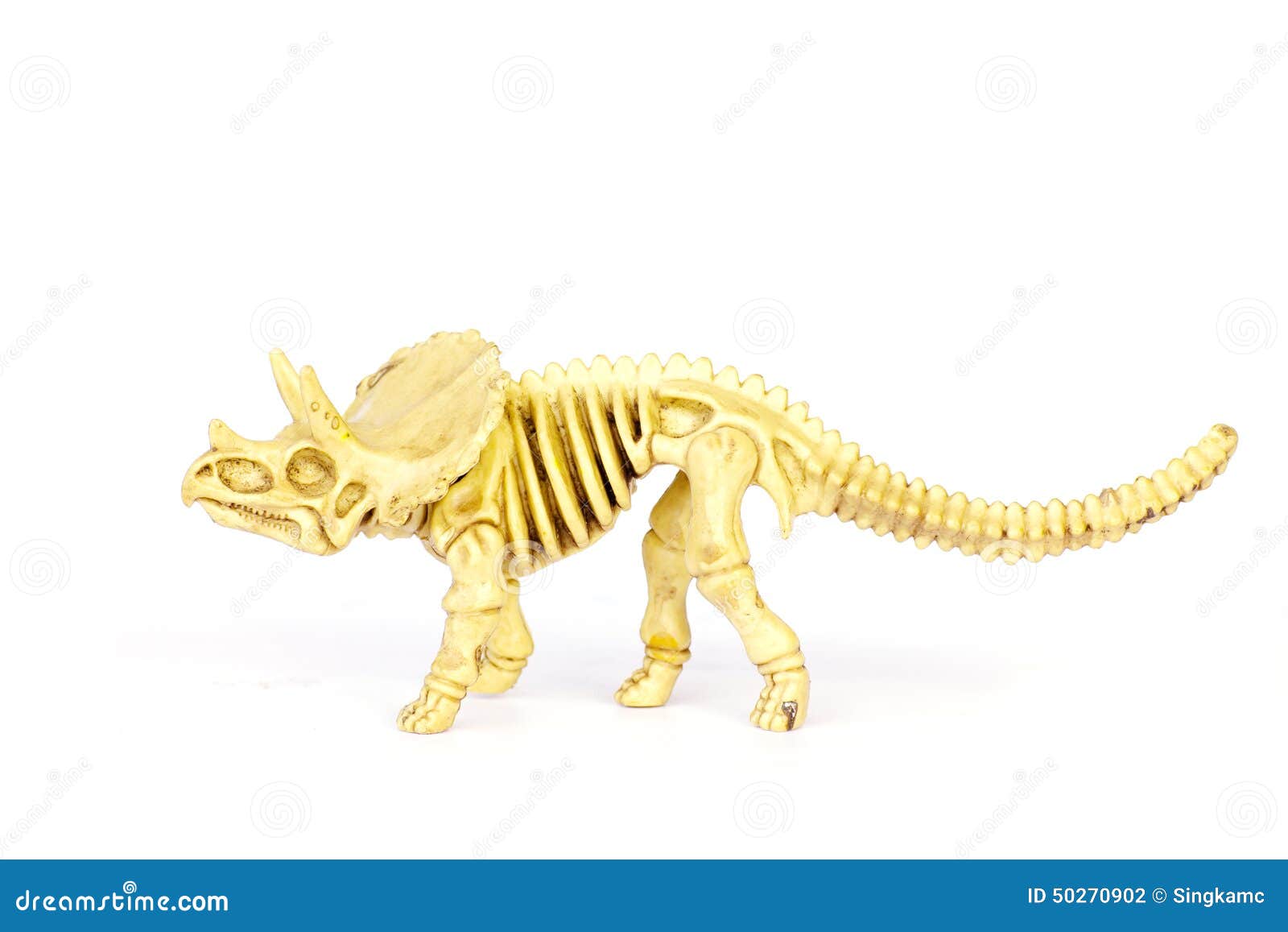 Dinosaur Skeleton Model Isolated on White - Stock Image Stock Photo ...