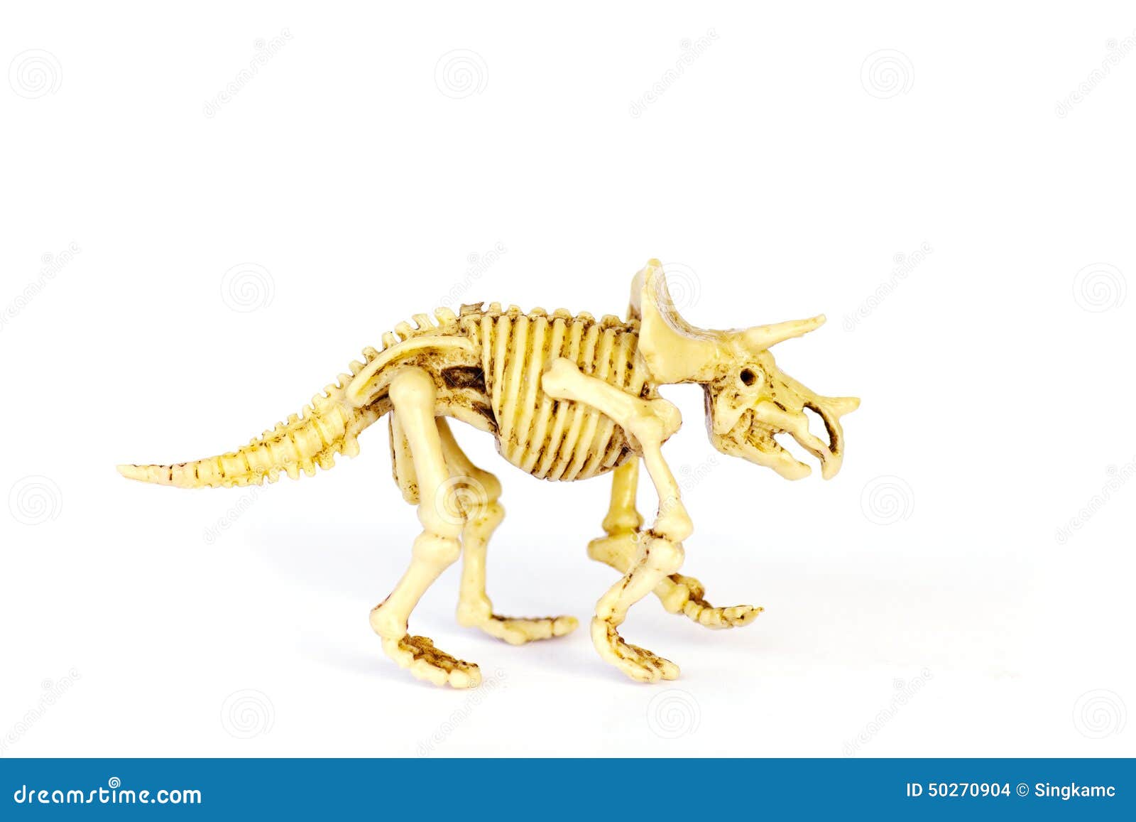 Dinosaur Skeleton Model Isolated on White - Stock Image Stock Photo ...