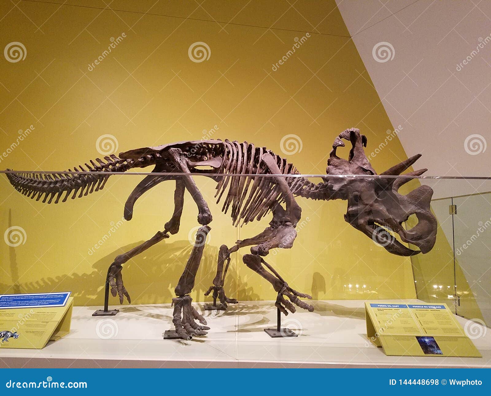 Dinosaur Skeleton in Museum Editorial Stock Photo - Image of science ...
