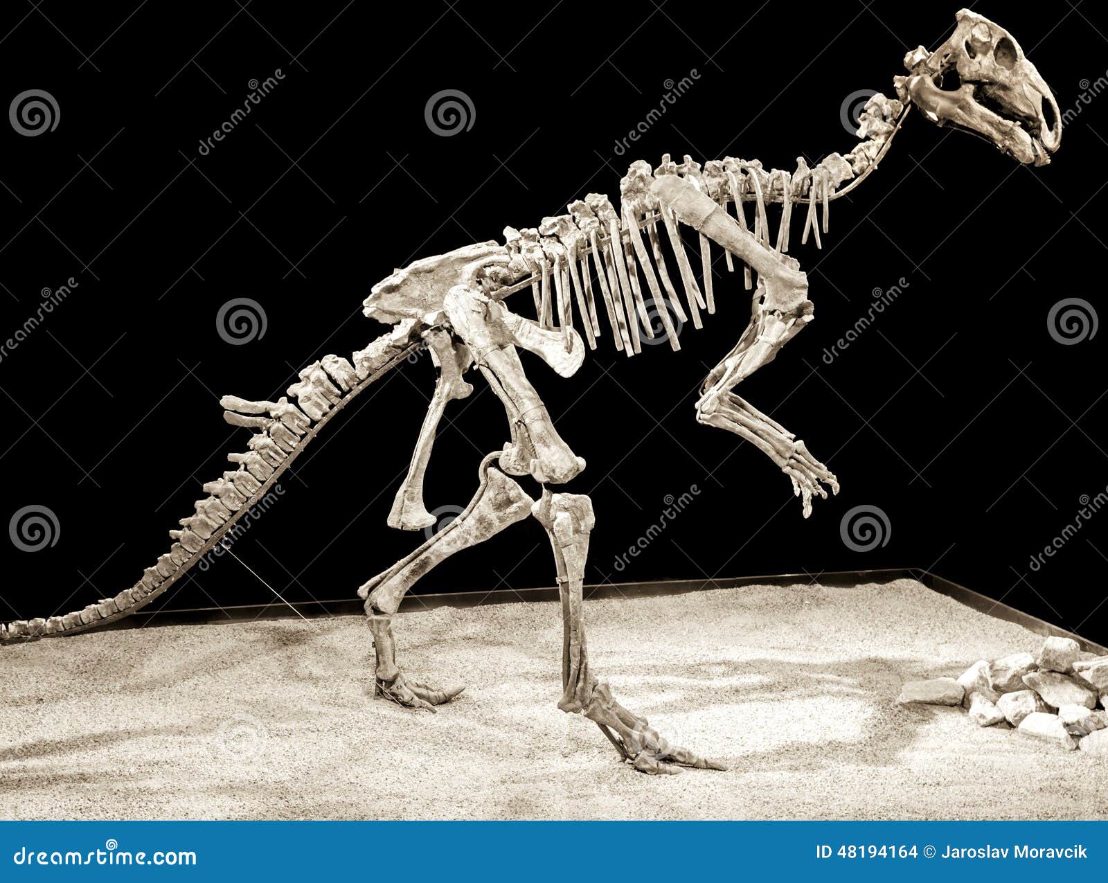 Probactrosaurus Stock Photos - Free & Royalty-Free Stock Photos from ...