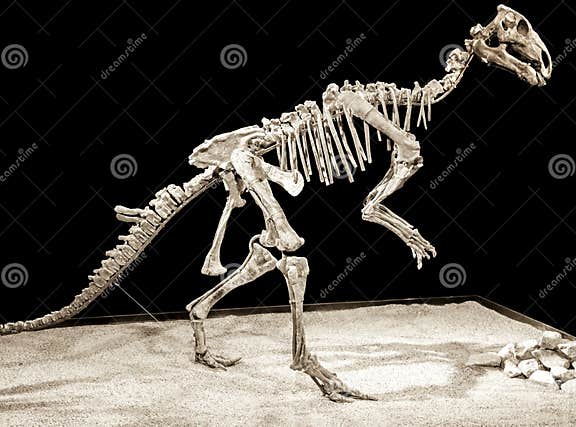 Dinosaur Skeleton - Probactrosaurus Editorial Stock Image - Image of ...