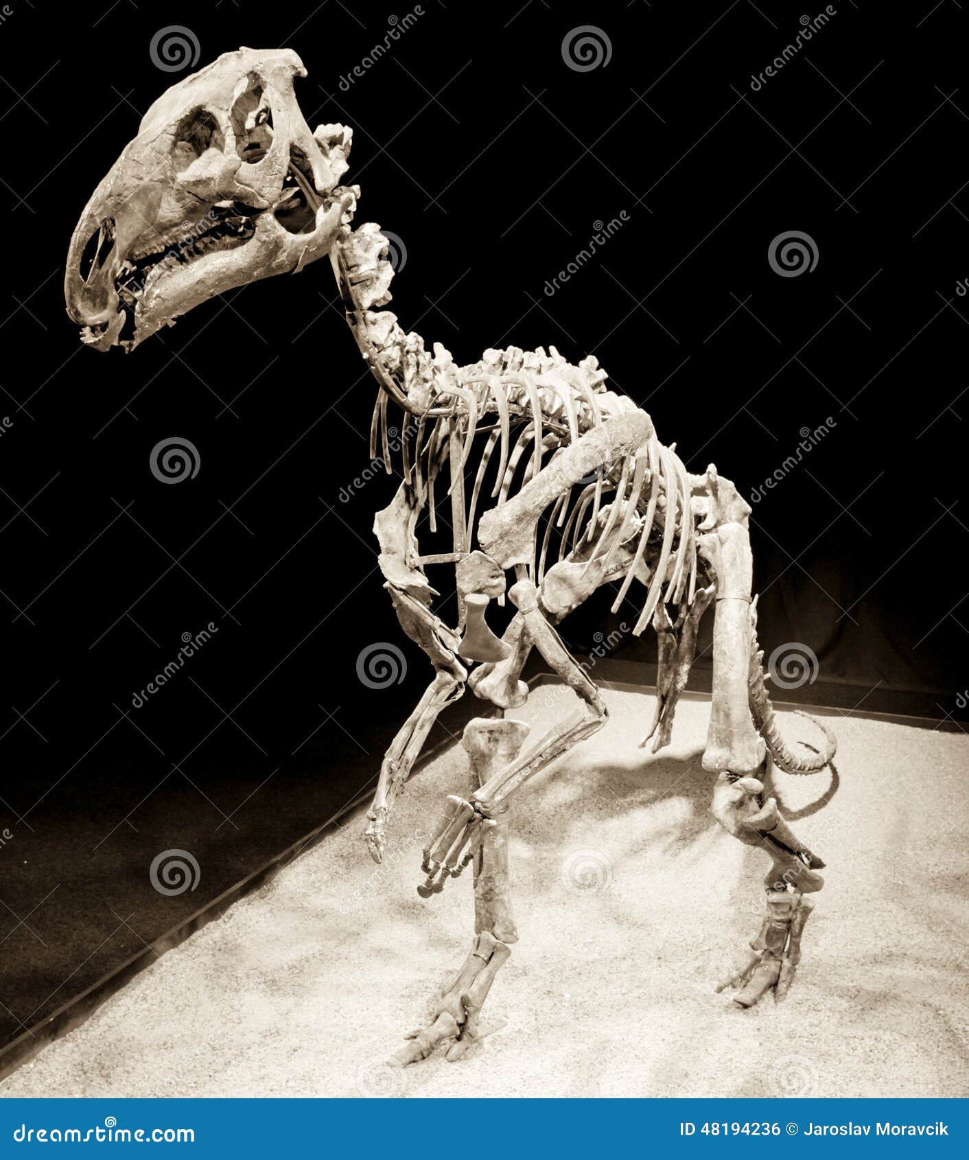 Dinosaur Skeleton - Probactrosaurus Editorial Photo - Image of ...
