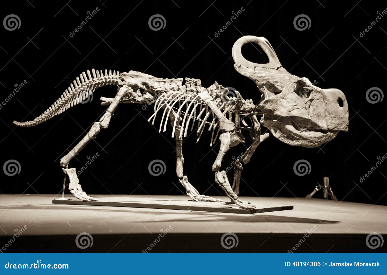 Dinosaur Skeleton - Protoceratops Editorial Photo - Image of realistic ...