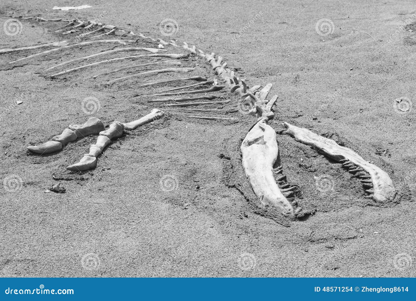 The dinosaur skeleton stock photo. Image of natural, center - 48571254