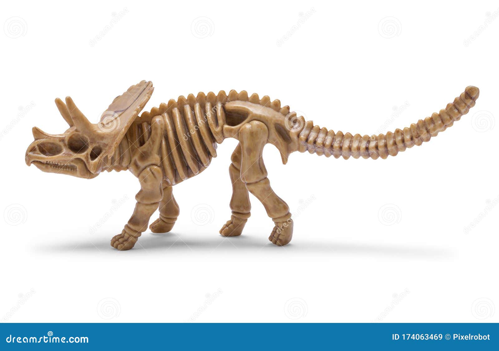 Dinosaur Skeleton Side View Stock Image - Image of isolated, fossil ...