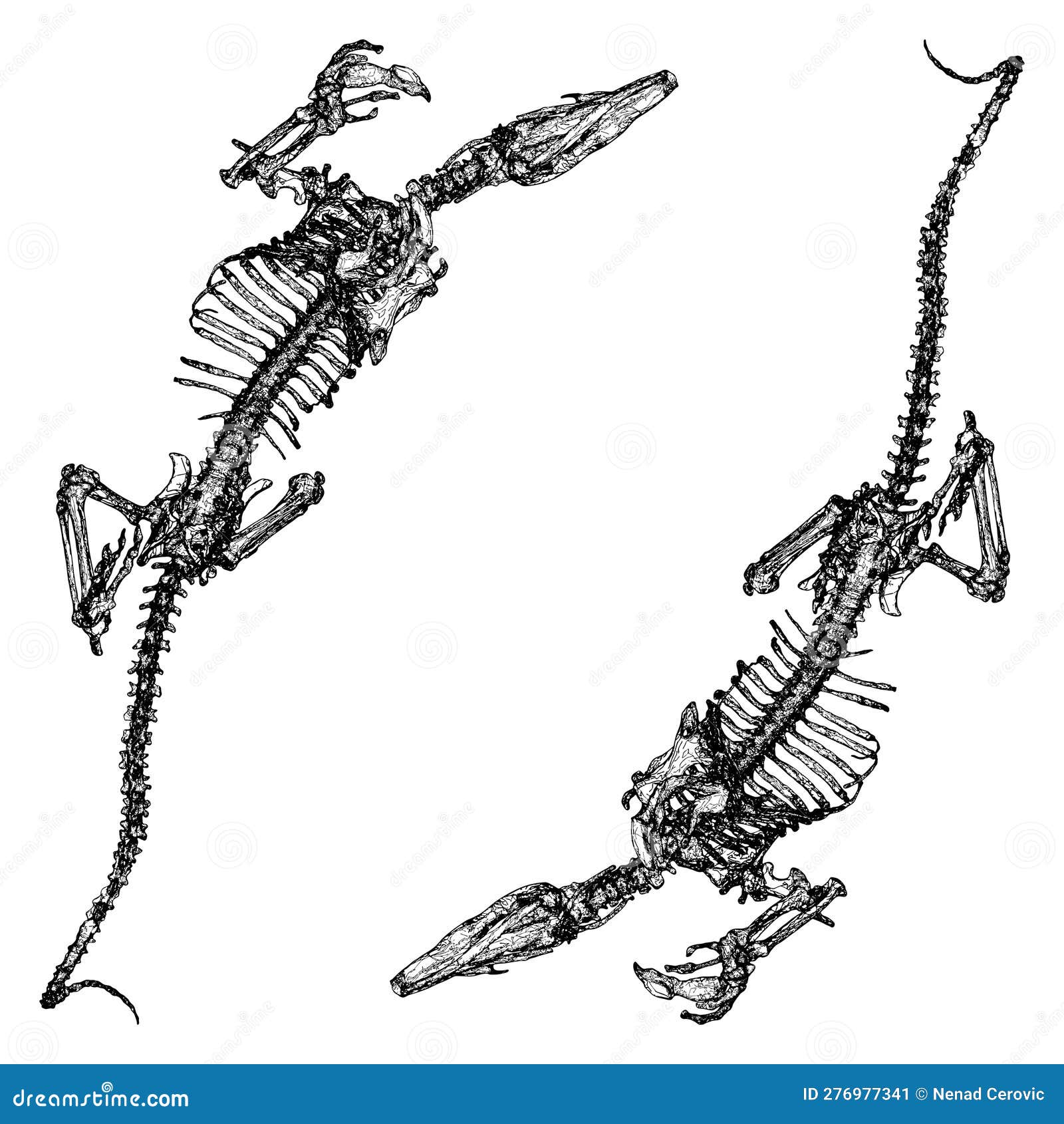 Dinosaur Skeleton Vector. Illustration Isolated on White Background ...